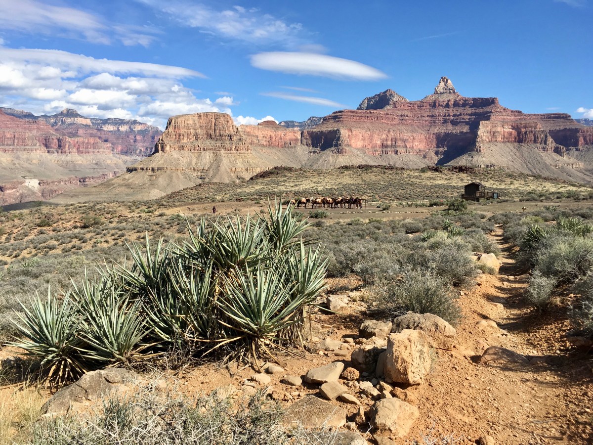 Happy Holidays from the desert! | Adventures in Congo